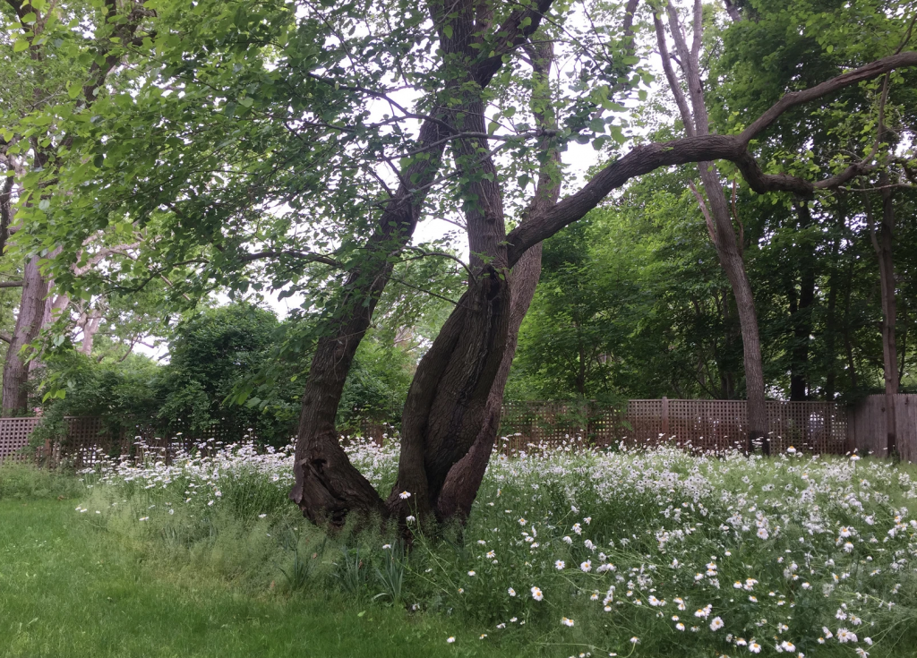 Donna Dorian: Natural Curiosity - PAGODA RED Stories